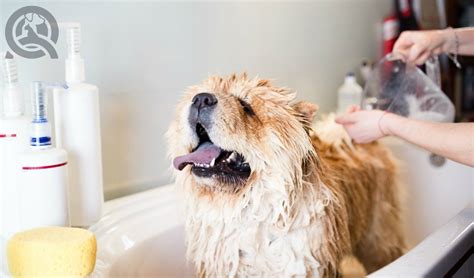 Dog Grooming Salary Australia at Kevin Tejeda blog