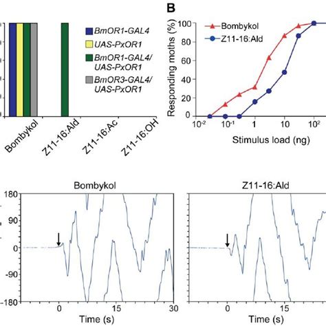 Ectopic Expression Of Pxor1 Does Not Modify The Axonal Projections Of