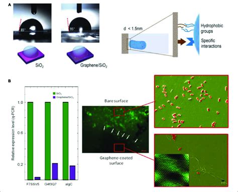 A Increased Hydrophobicity Of Graphene Films Prevents Bacterial