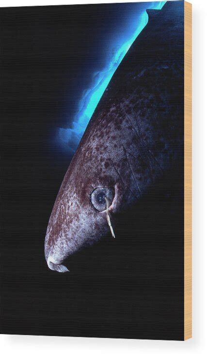 Greenland Shark Eyes Greenland Shark Doug Perrine Photography