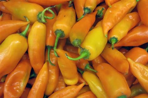 18 Types Of Yellow Peppers And Their Characteristics Mississippi Greens