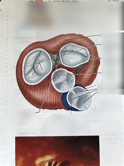 Bio 228 Diagram Quizlet