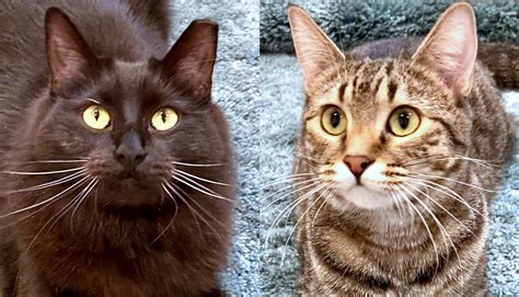 Spinx And Pixie Are Adopted Happy Cats Haven