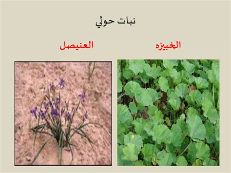 Powerpoit For School Ppt