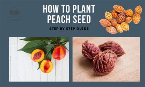 How To Plant Peach Seed Step By Step Guide