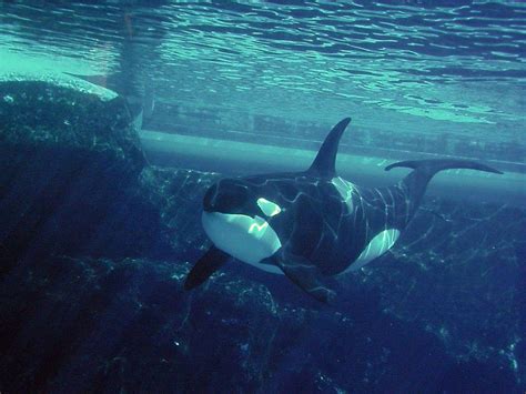 wallpaper: Orca Wallpapers