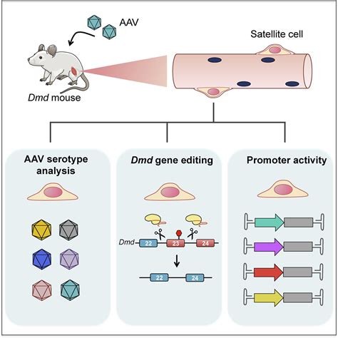 In Vivo Gene Editing Of Muscle Stem Cells With Adeno Associated Viral Vectors In A Mouse Model