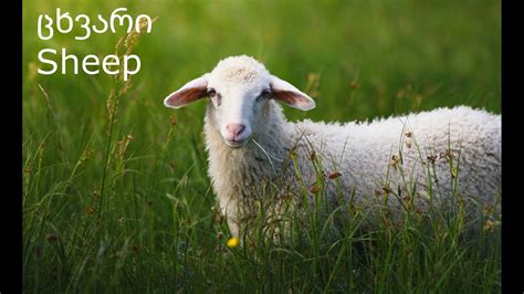 ბავშვებისთვის შინაური ცხოველები ქართულად და ინგლისურად Domestic