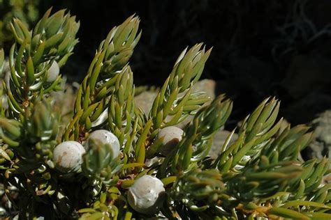 Common Juniper