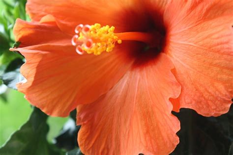 히비스커스 주황색 꽃 히 비 스커 스 Pixabay의 무료 사진 Pixabay