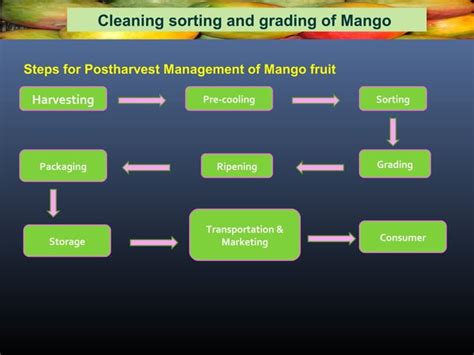 Cleaning Sorting And Grading Of Mango 1 Ppt