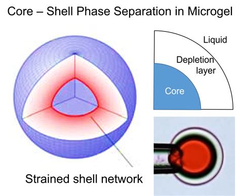 7 7 Phase Transitions In Polyelectrolyte Gels Interacting With Amphiphiles And Proteins
