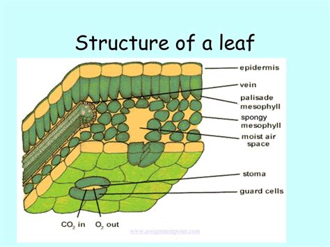 Inside Structure