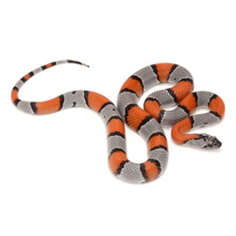 King Snakes Grey Banded King Snake From