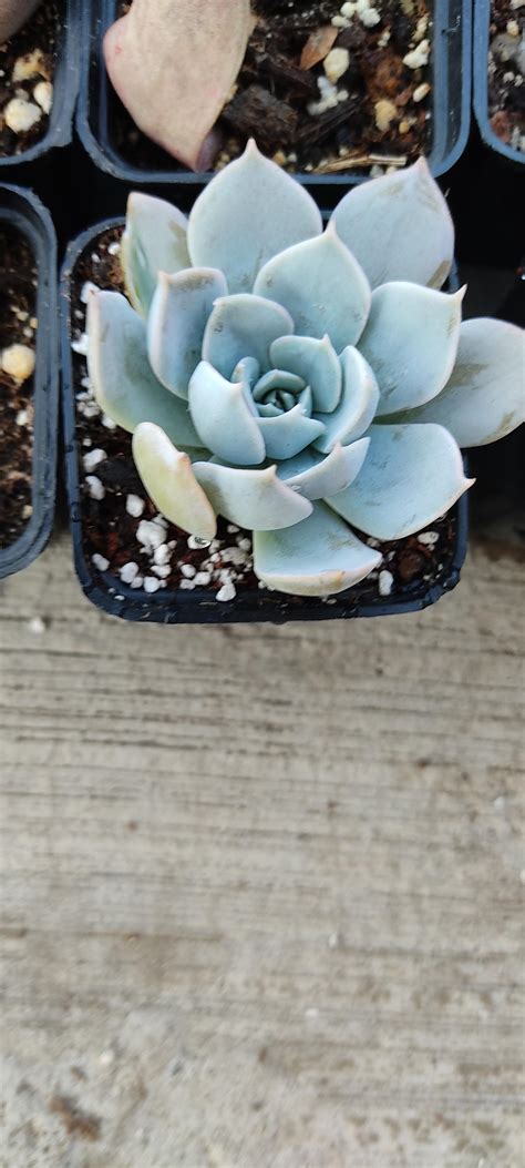 Identification Help Recheveria
