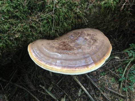 Ganoderma Oregonense Reishi And Roses