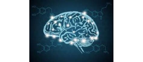 Top Off Your Brain Neurotransmitters The Carb Syndrome Project