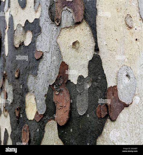 Intricate Layers Of Bark Display A Variety Of Colors And Textures On A Tree Trunk Showcasing
