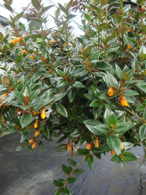 Нематантус (108 фото) » НА ДАЧЕ ФОТО