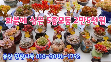 220126📍울산힐링다육 홍매화 파스텔철화 살사베르데 실큐 라탐철화 레인스타 나나후크미니 미니염좌 Youtube