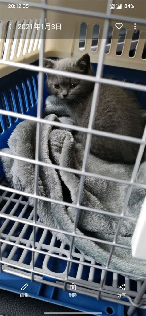 再开一贴感叹 年小猫咪变成大肥猫了