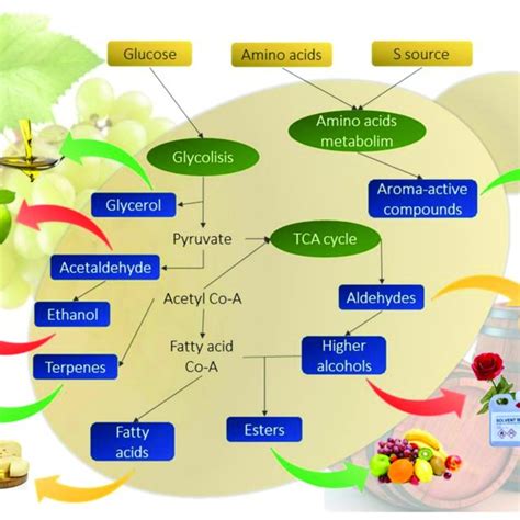 Pdf High Potential Of Pichia Kluyveri And Other Pichia Species In