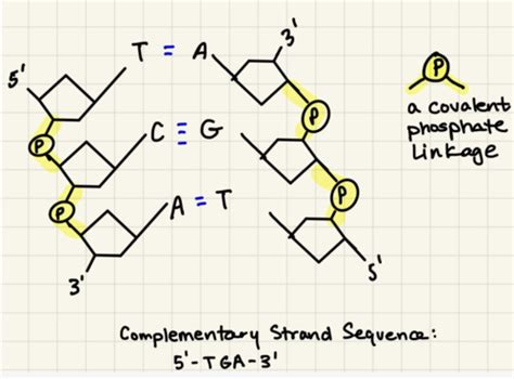 Genetics Midterm Exam 1 Flashcards Quizlet
