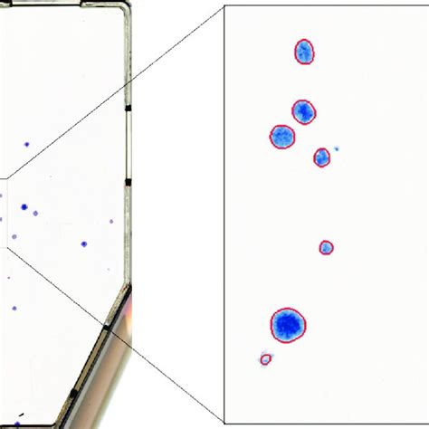 Example Image From Data Set 1 The Segmentation Suggested By The Download Scientific Diagram