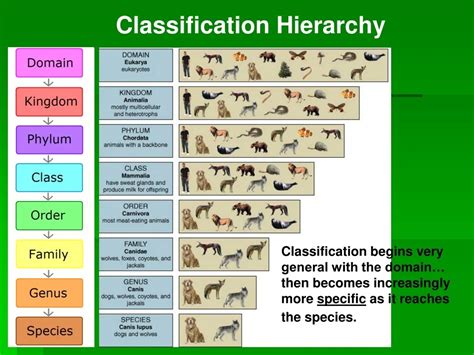 Ppt Exploring Organism Classification From Aristotle To Linnaeus