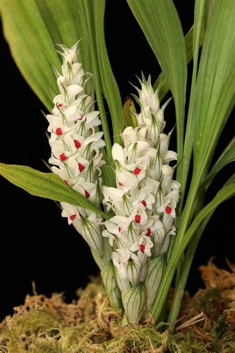 Penerorchis Graminifolia Jardín De Orquídeas Plantas Ornamentales Orquideas