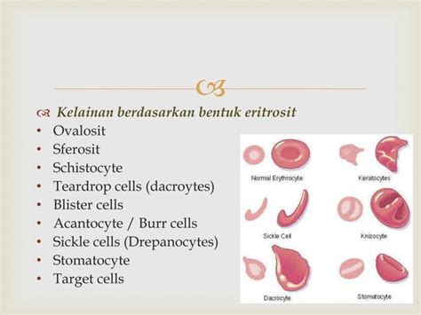 Eritrosit Sel Darah Merah Pptx