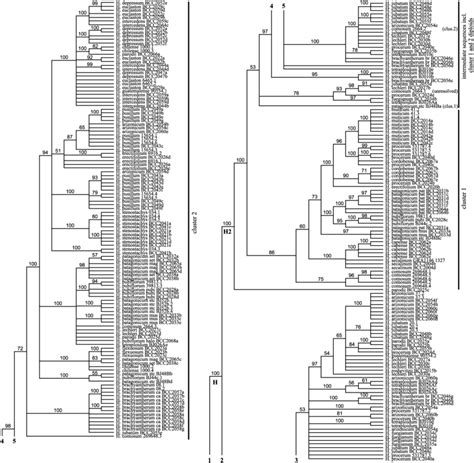 Phylogenetic Tree Derived From Cloned Nrdna Its Sequences Of Di And Download Scientific Diagram