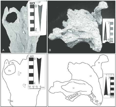 Features Of The Fossils Found At The Outcrop A Teeth Preserved At The Download Scientific