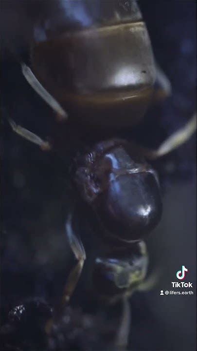 4 Different Ant Species Youtube