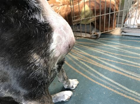 Jackie Website Development By J Hammock And Associates Llc