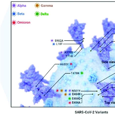 Sars Cov 2 Variants Currently Common Variants Include Alpha Beta Download Scientific Diagram