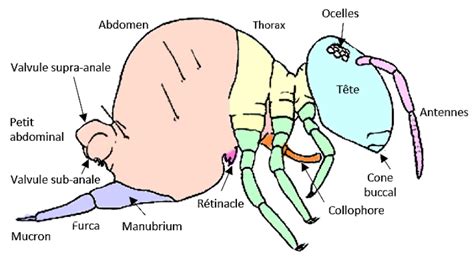 Springtails Morphology Of Arthropleones And Symphypleones