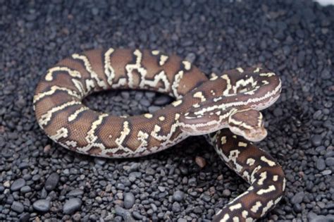 Angolan Python Facts And Pictures