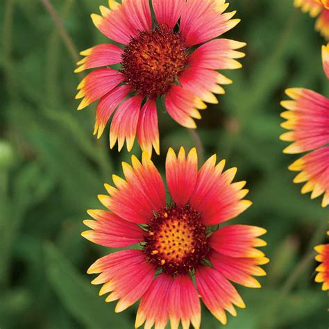 How To Grow And Care For Blanket Flowers Gaillardia