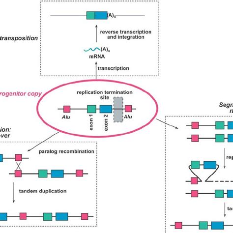Mechanism Of Gene Duplication Download Scientific Diagram