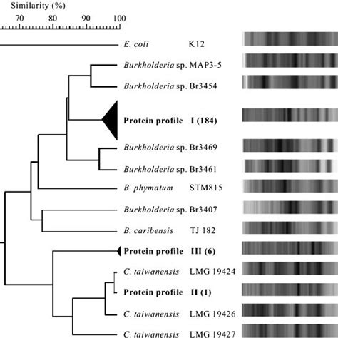 Dendrogram Derived From The Unweighted Pair Group Average Linkage Of