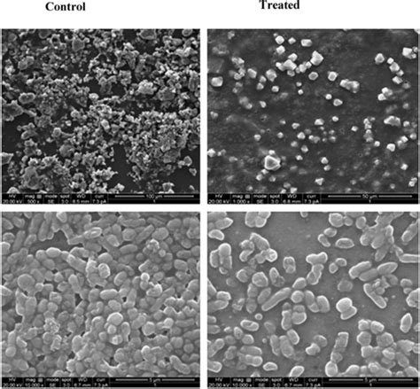 D Sem Images Displayed The Shape And Surface Morphology Of The Download Scientific Diagram