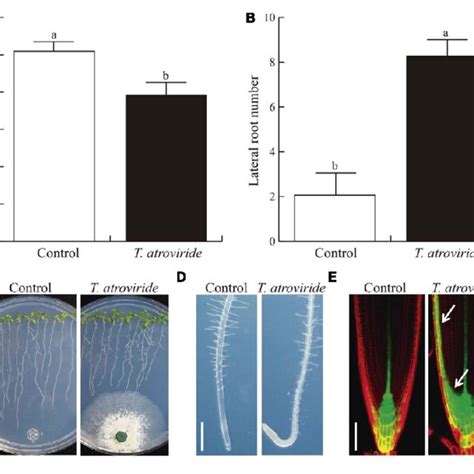Effects Of T Atroviride Inoculation On Arabidopsis Root Download Scientific Diagram