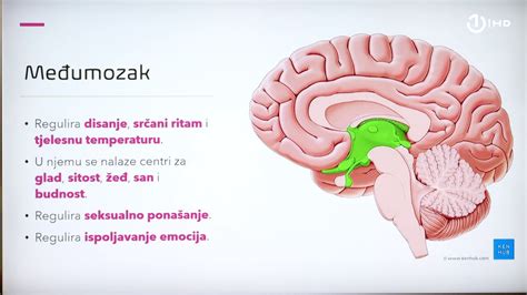 Domaća Zadaća Za 9 Razred Biologija Mozak I Kičmena Moždina Youtube