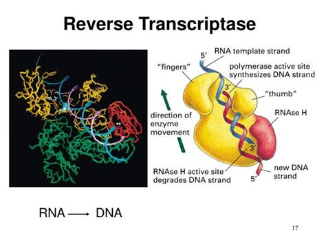 Can Reverse Transcriptase Use Dna As A Template