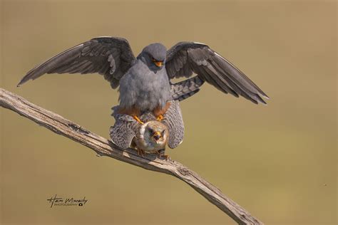 Sex On The Tree Photograph By Haim Mizrachy Fine Art America