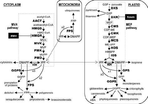 Isoprenoid Biosynthesis Pathways In The Plant Cell HMG CoA
