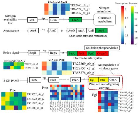 Integrated Transcriptome And Proteome Analysis Reveals That Cell Wall Activity Affects