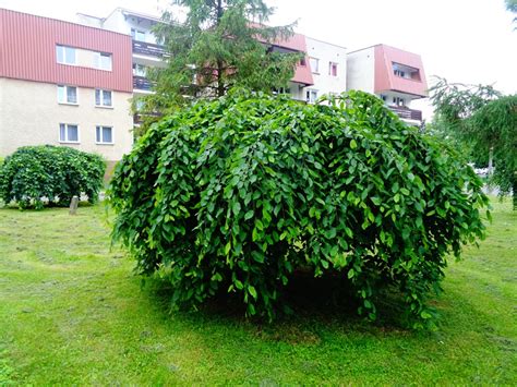 Grab Pospolity Pendula