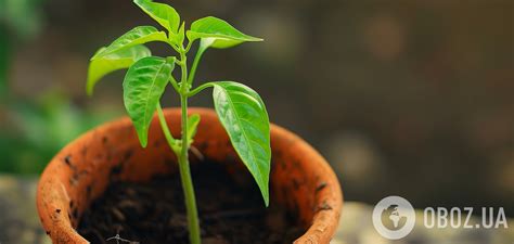 Коли висаджують розсаду перцю у ґрунт як правильно Oboz Ua